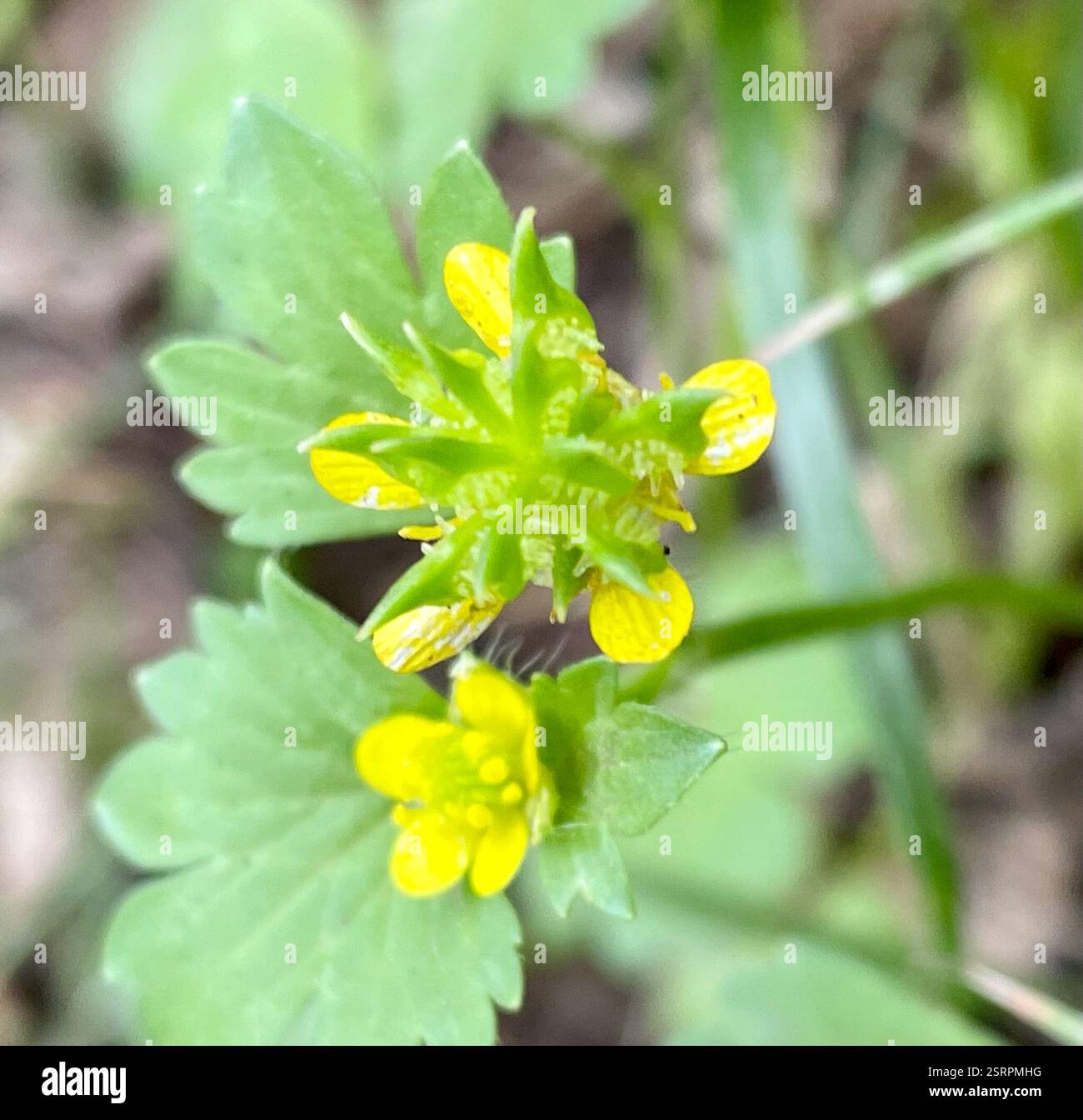 Rough-fruited buttercup (Ranunculus muricatus), Plantae, South Marina ...