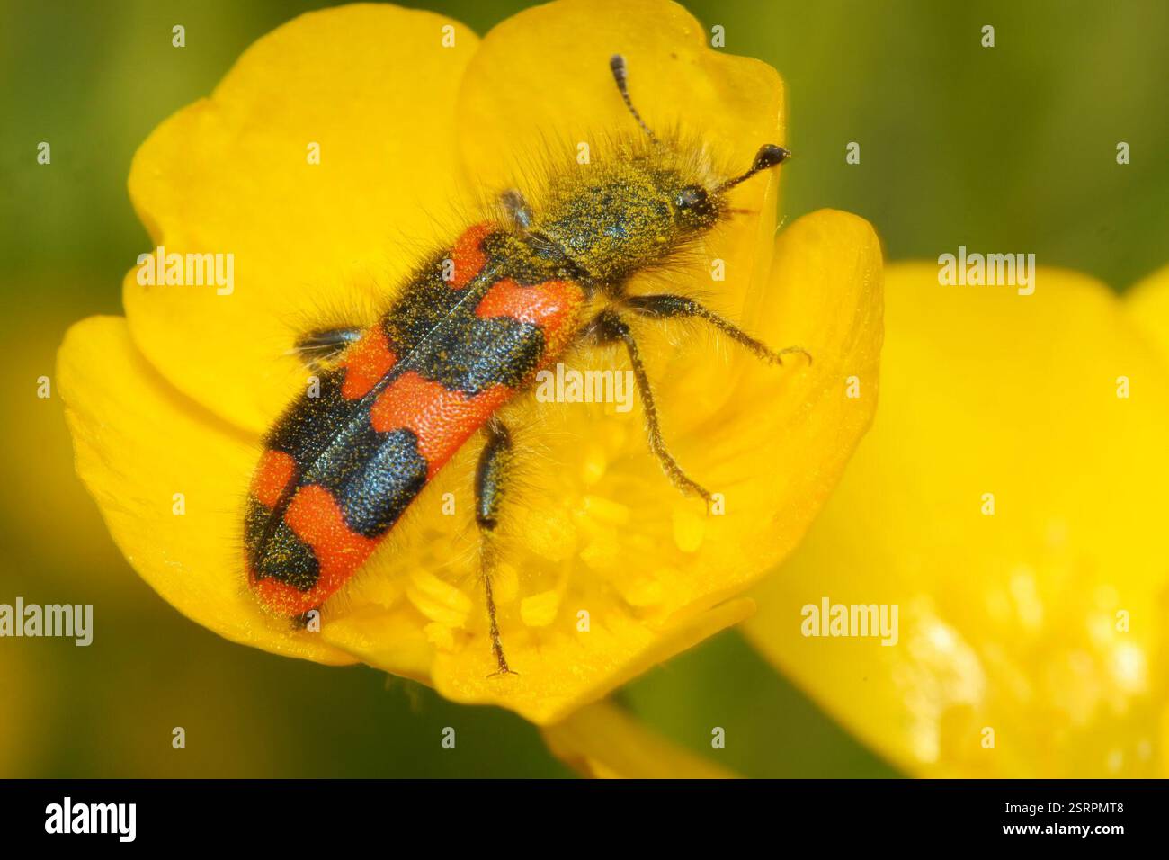 (Trichodes alvearius), Insecta, 56332 Brodenbach, Deutschland, on ...