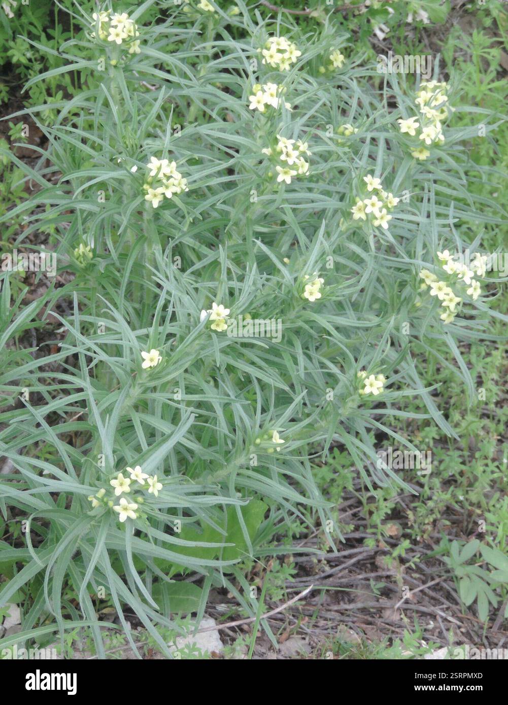 western stoneseed (Lithospermum ruderale), Plantae, Okanagan ...