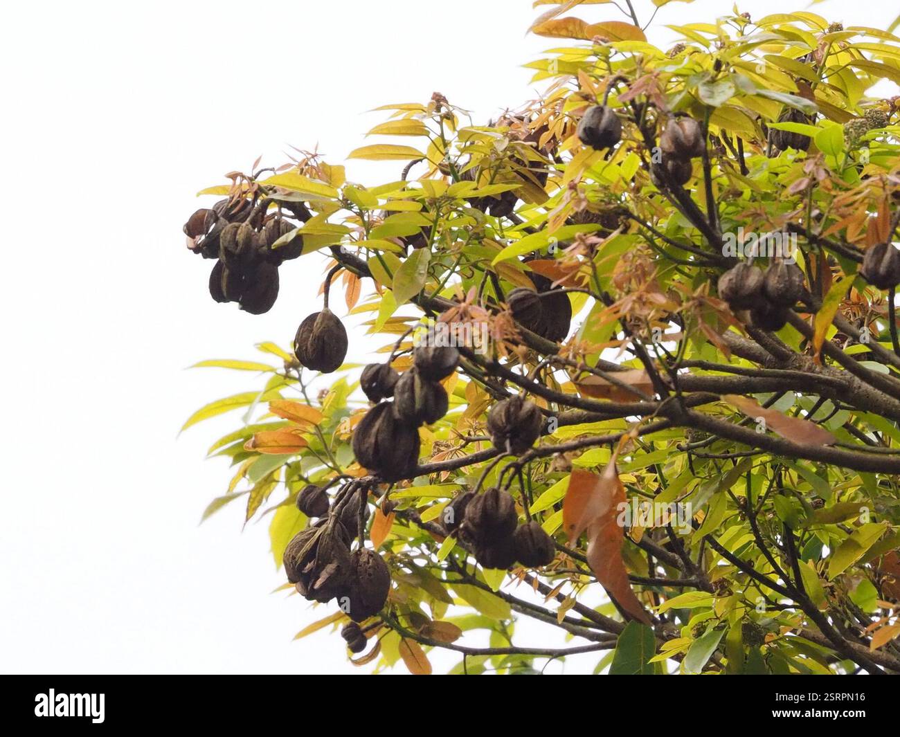 (Reevesia formosana), Plantae, Taiwan, TW Stock Photo - Alamy