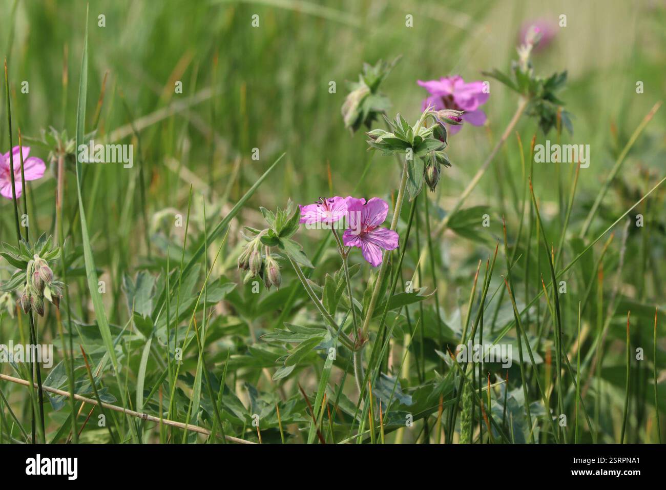 sticky geranium (Geranium viscosissimum), Plantae, Okanagan-Similkameen ...