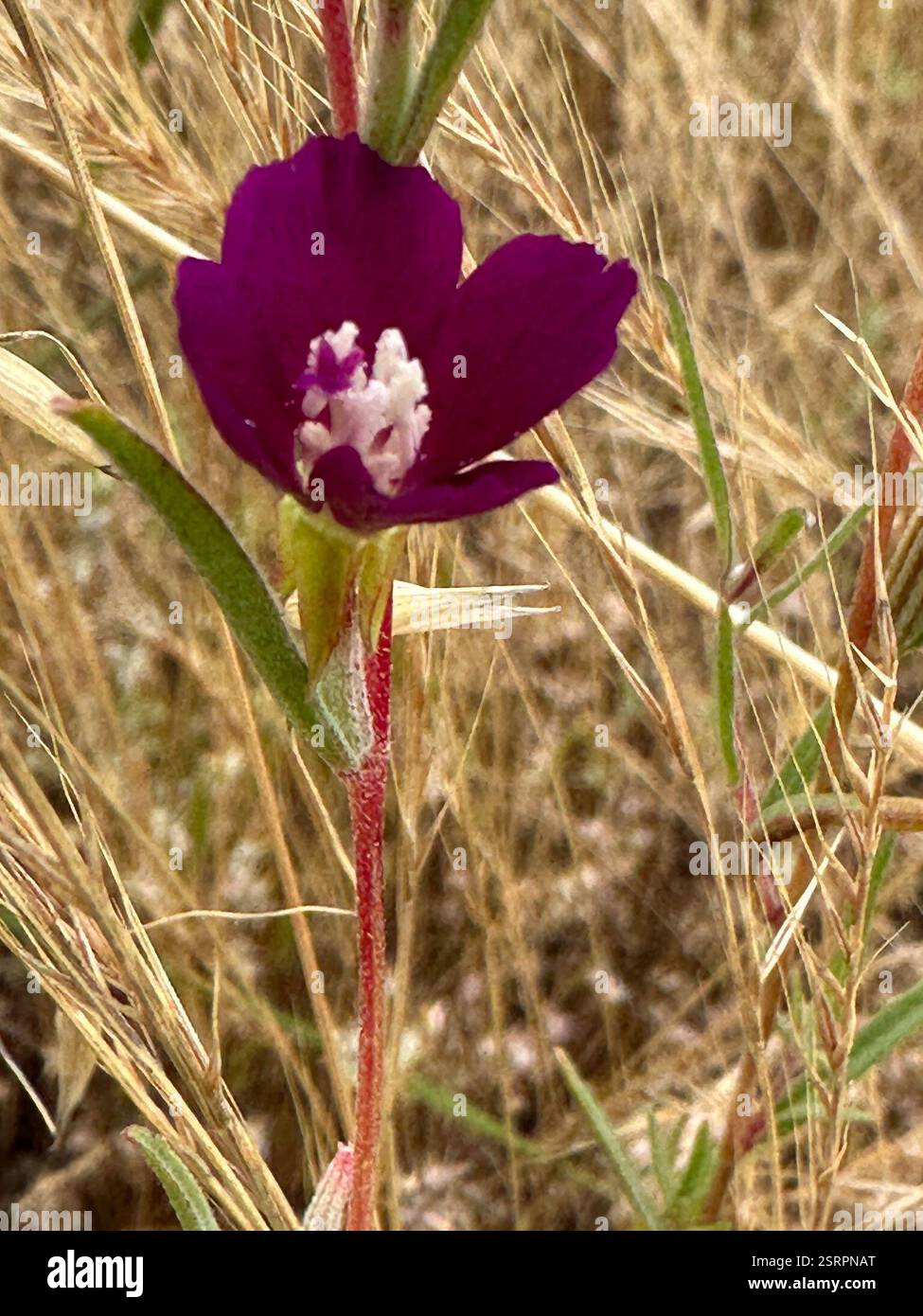 Winecup Clarkia (Clarkia purpurea), Plantae, Santa Rosa Plateau ...