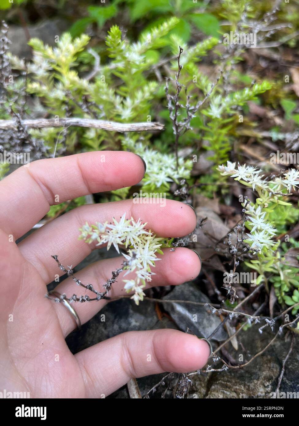 Nevius' Stonecrop (Sedum nevii), Plantae, West Blocton, AL, US Stock ...