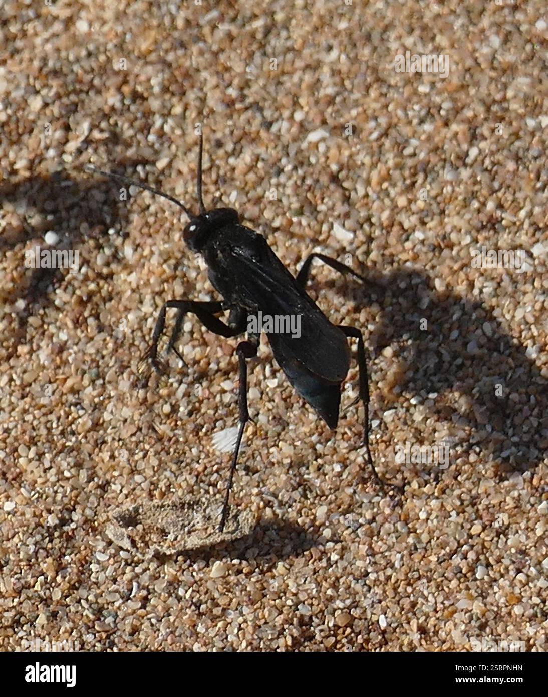 Spider Wasps (Pompilidae), Insecta, Ounagha, Marrakesh-Safi, MA Stock ...