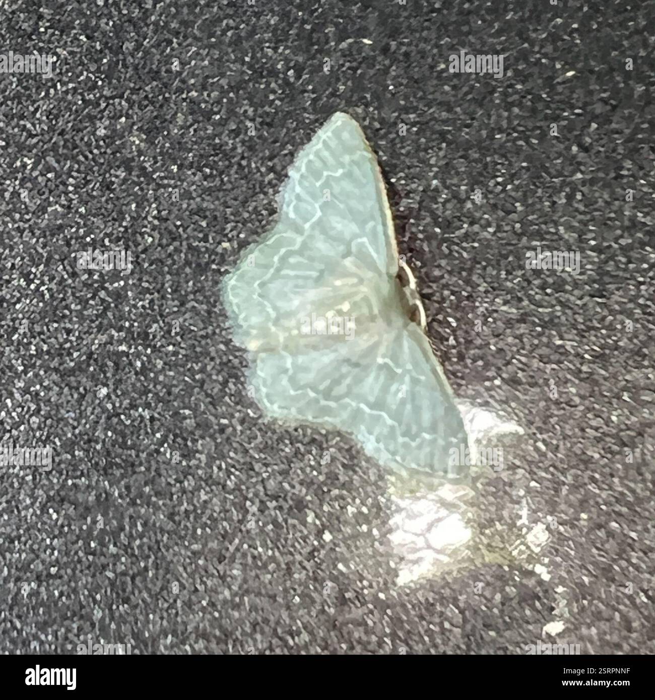 Chloropteryx hi-res stock photography and images - Alamy