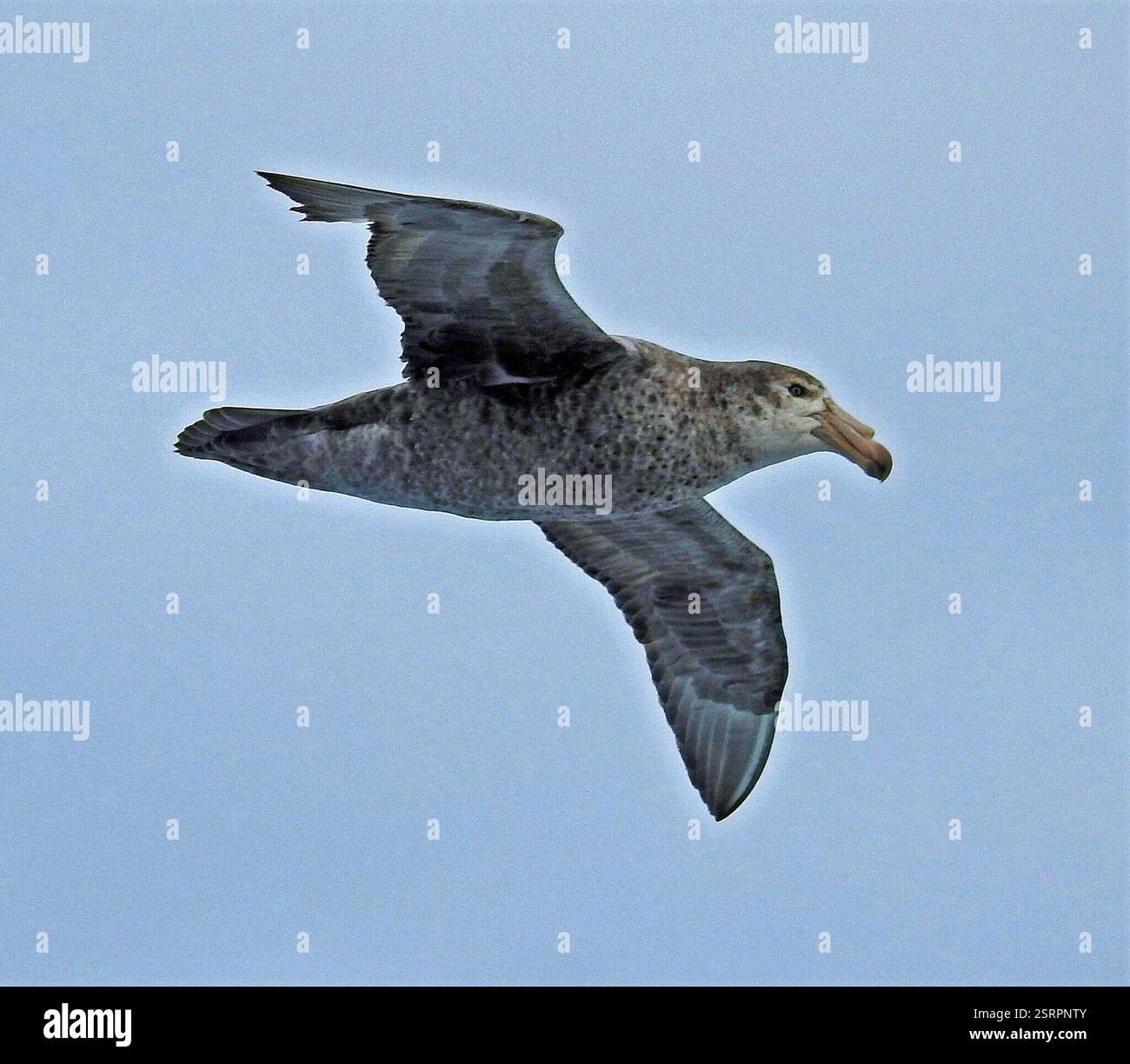 Northern Giant Petrel (Macronectes halli), Aves, -53.6,-40.75 Stock ...