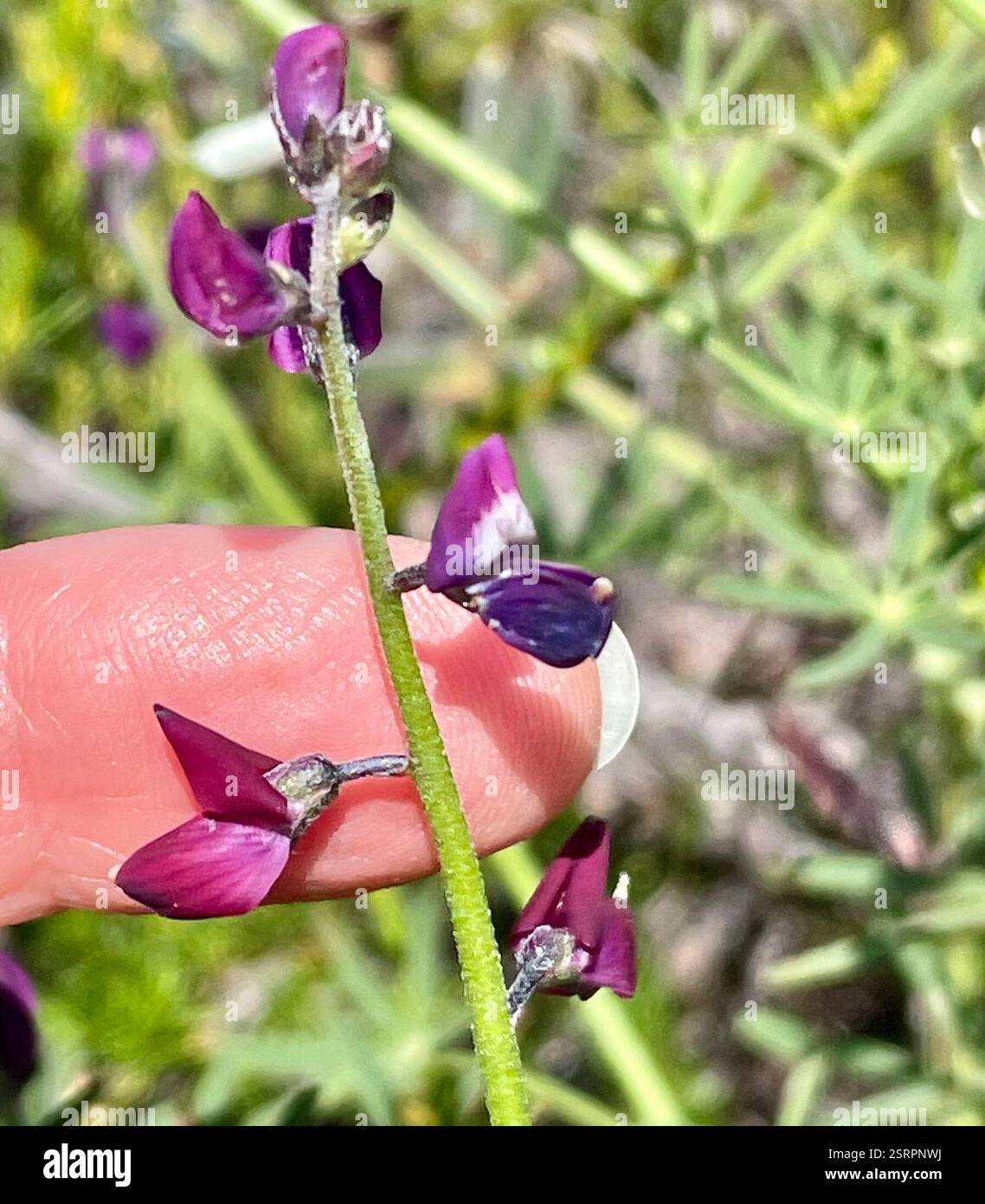 collared annual lupine (Lupinus truncatus), Plantae, Fort Ord National ...