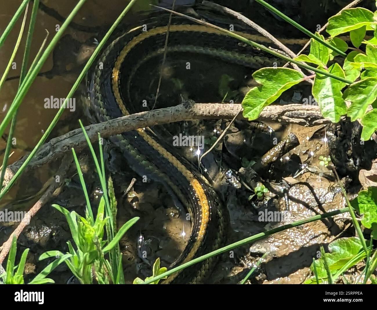 Diablo Range Garter Snake (Thamnophis atratus zaxanthus), Reptilia ...