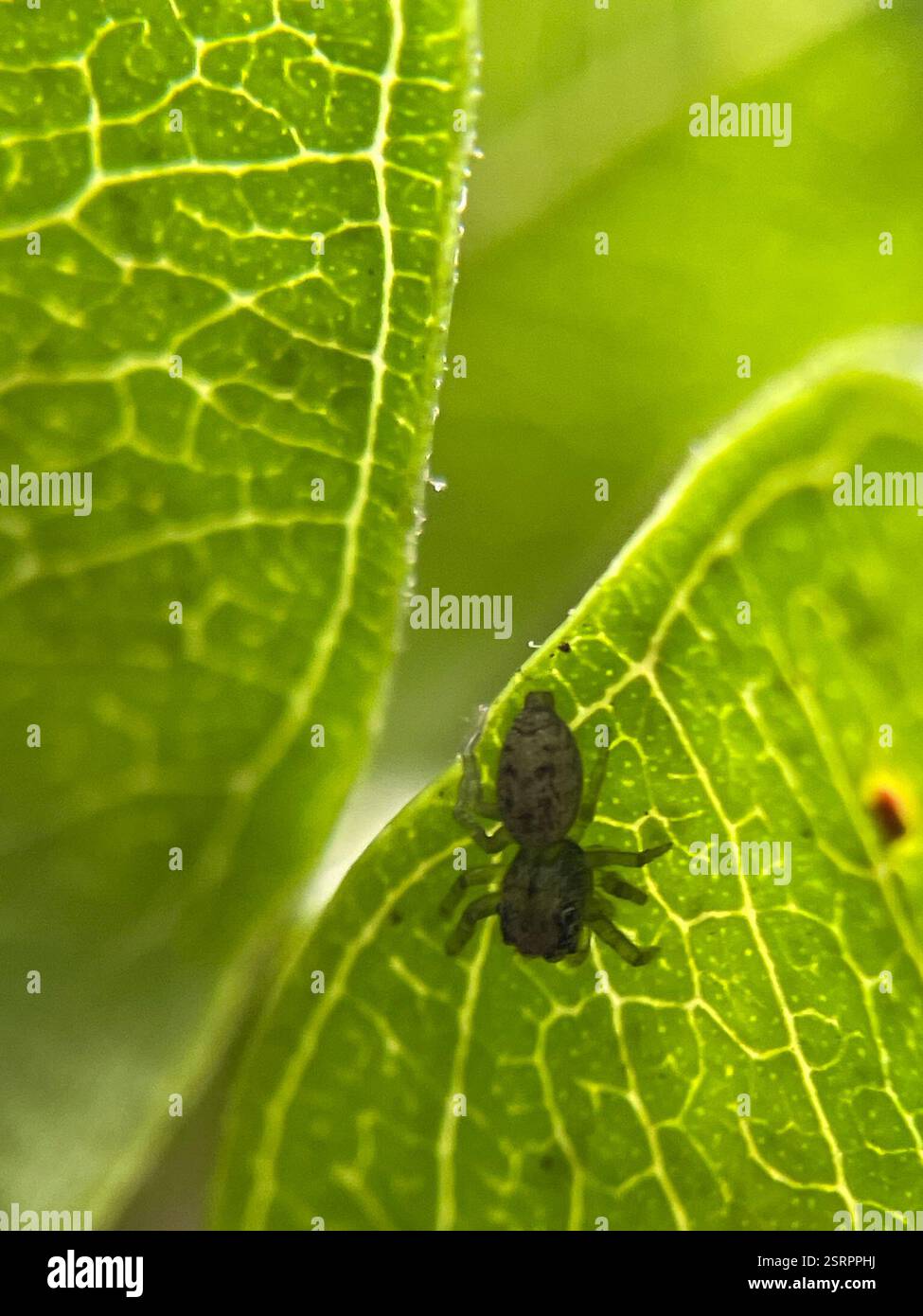 Garden Jumping Spiders (Opisthoncus), Arachnida, Melbourne VIC ...