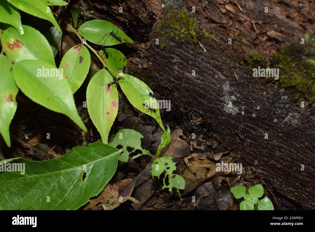 Razorjaw Ants (Leptogenys), Insecta, 中国江西省上饶市婺源县 Stock Photo - Alamy