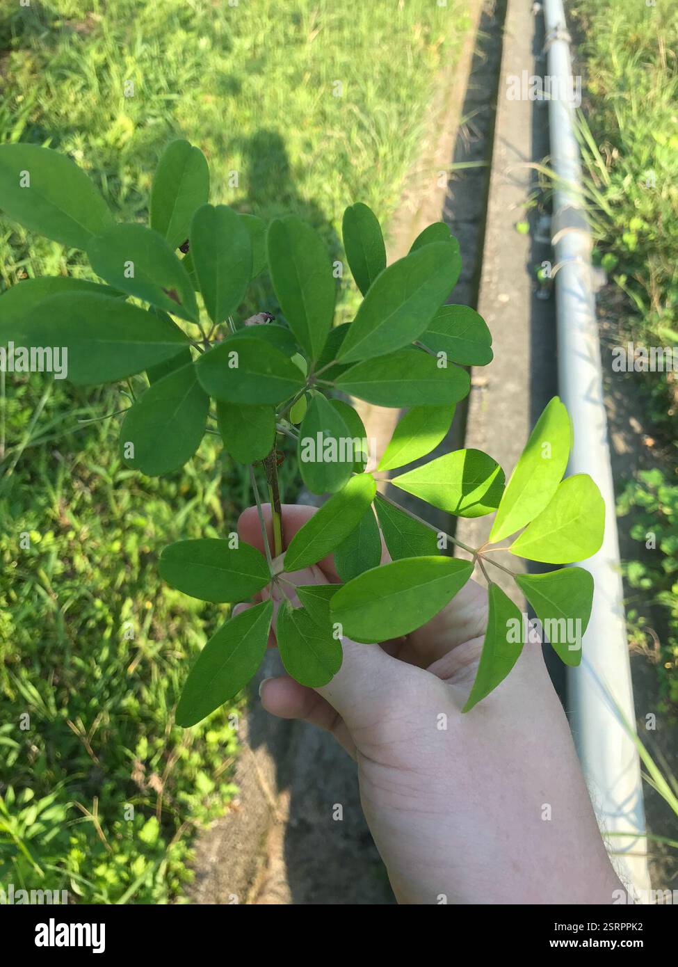 Five-leaf akebia (Akebia quinata), Plantae, Kamikoshikicho Nakakoshiki ...