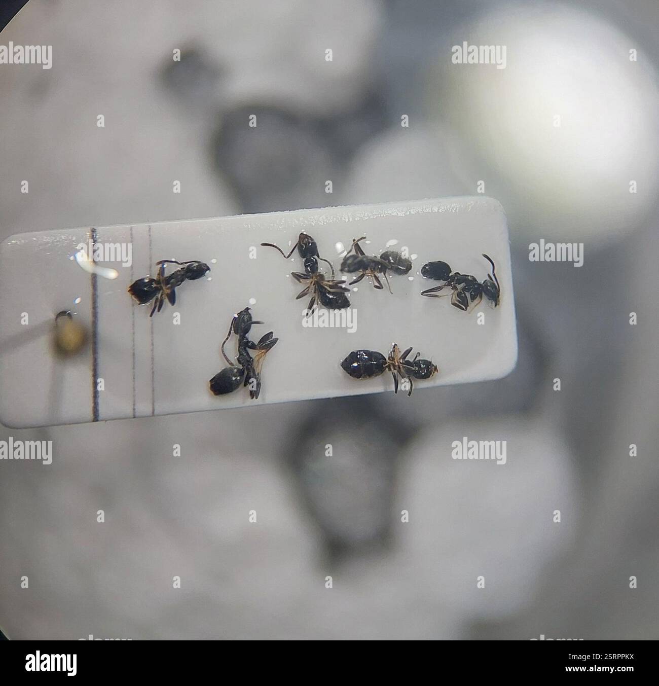 Fijian white-footed ant (Technomyrmex vitiensis), Insecta, 60316 ...