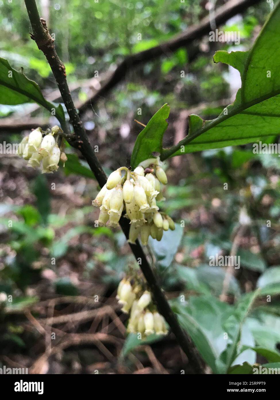 Japanese Maesa (Maesa japonica), Plantae, Satochosato, Satsumasendai ...