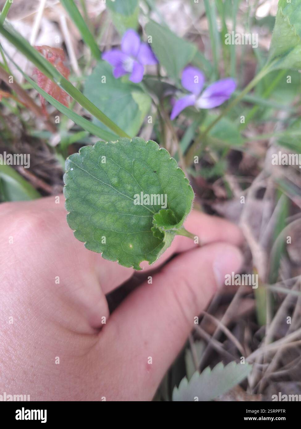 violets (Viola), Plantae, Town Of Thessalon, ON, Canada Stock Photo - Alamy