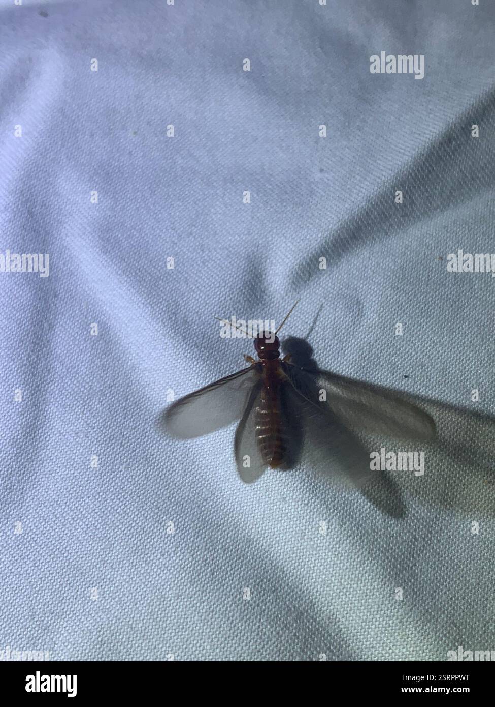 Nevada Dampwood Termite (Zootermopsis nevadensis), Insecta, California ...