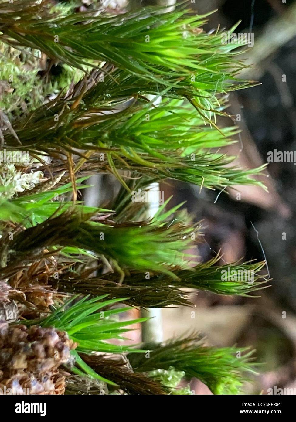 haircap mosses (Polytrichum), Plantae, Corfe Mullen, Poole, England, GB ...