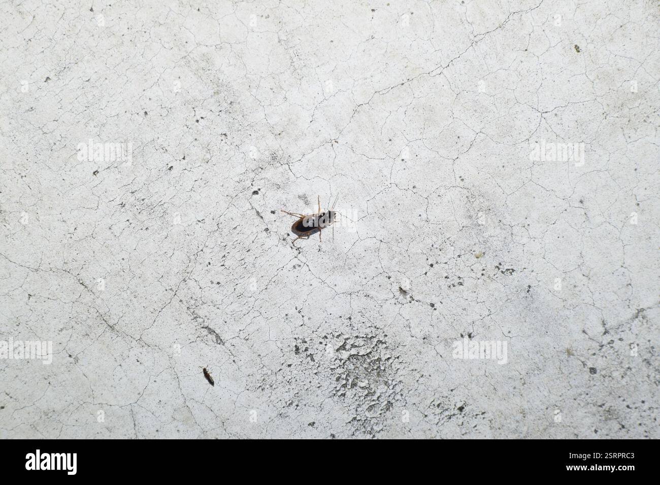 Circumcinctus hi-res stock photography and images - Alamy