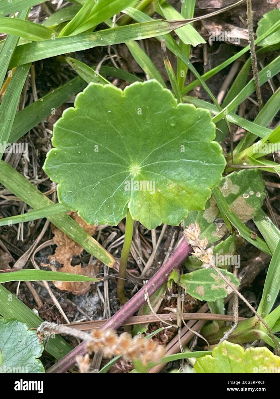 largeleaf pennywort (Hydrocotyle bonariensis), Plantae, Dr. Julian G ...