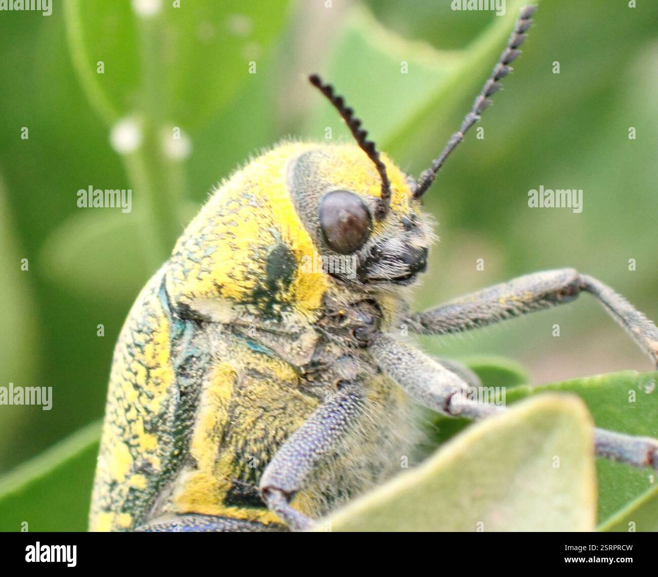 (Julodis aequinoctialis), Insecta, Tarmigt, Drâa-Tafilalet, MA Stock ...