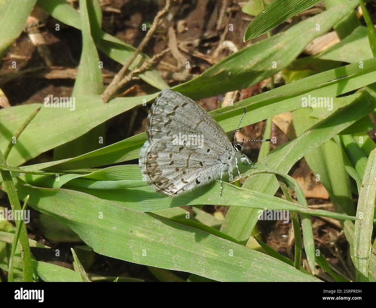Northern Azure (Celastrina lucia), Insecta, Westborough, MA, USA Stock ...