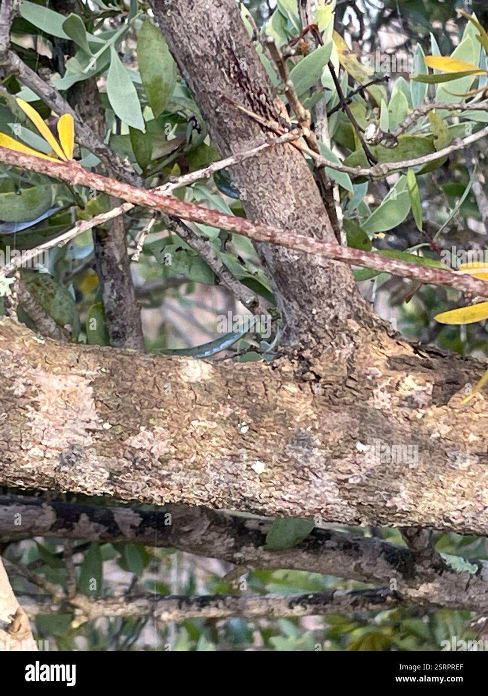 African Sandalwood (Osyris lanceolata), Plantae, Ounagha, Marrakesh ...