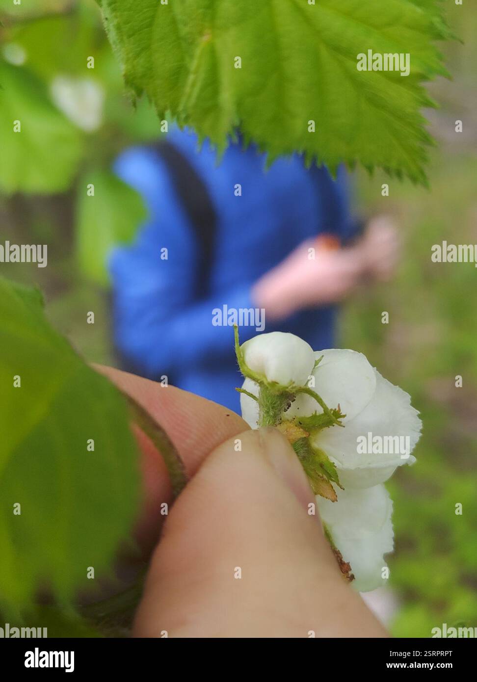 Hairy Cockspurthorn (Crataegus submollis), Plantae, Laval, QC H7V 3W1 ...