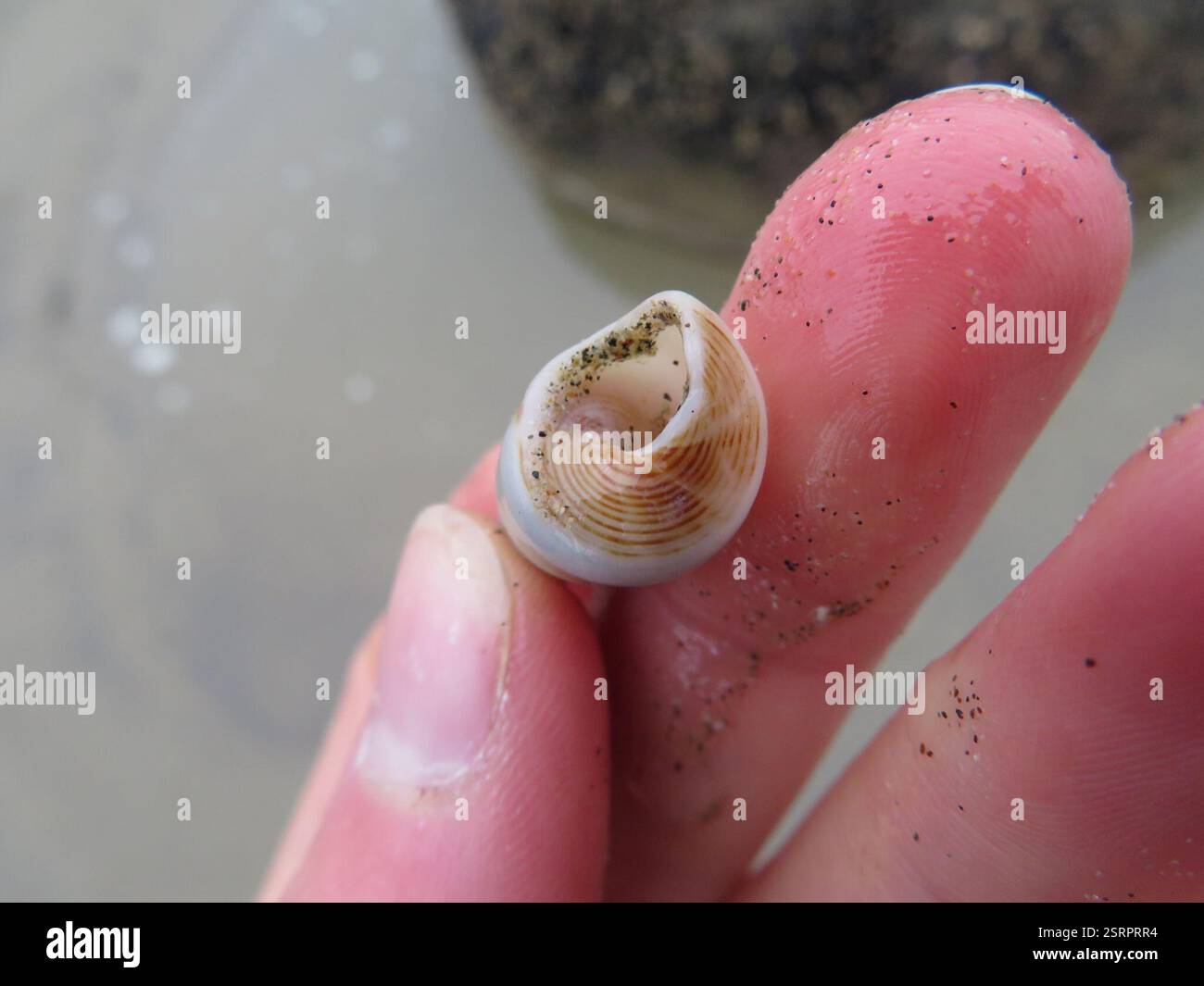 Turret Shell (Maoricolpus roseus), Mollusca, Moeraki Boulders Beach ...