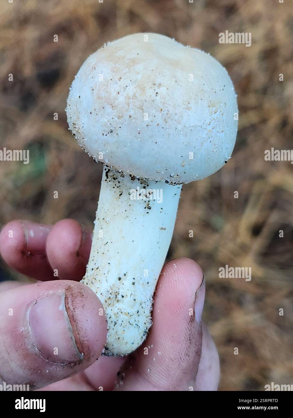 Common Gilled Mushrooms and Allies (Agaricales), Fungi, Leithfield ...