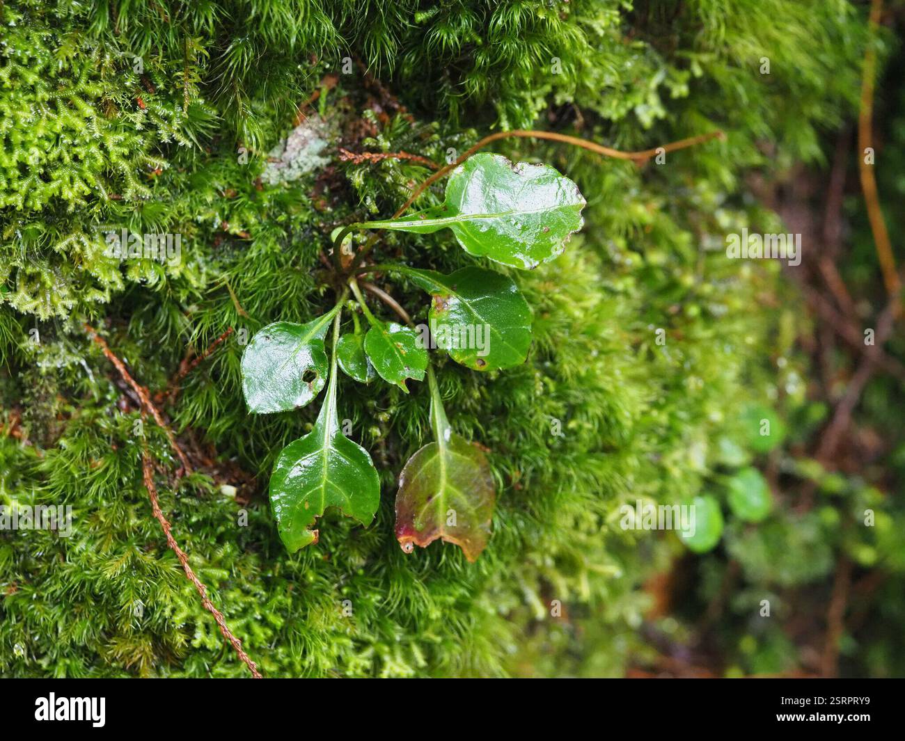 (Shortia rotundifolia), Plantae, 台灣桃園市 Stock Photo - Alamy