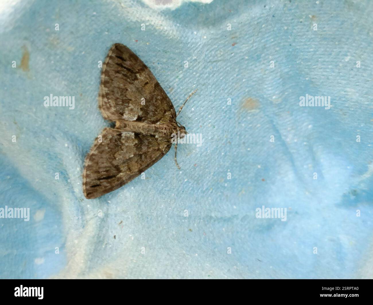 May Highflyer (Hydriomena impluviata), Insecta, Weston Grove Stock ...