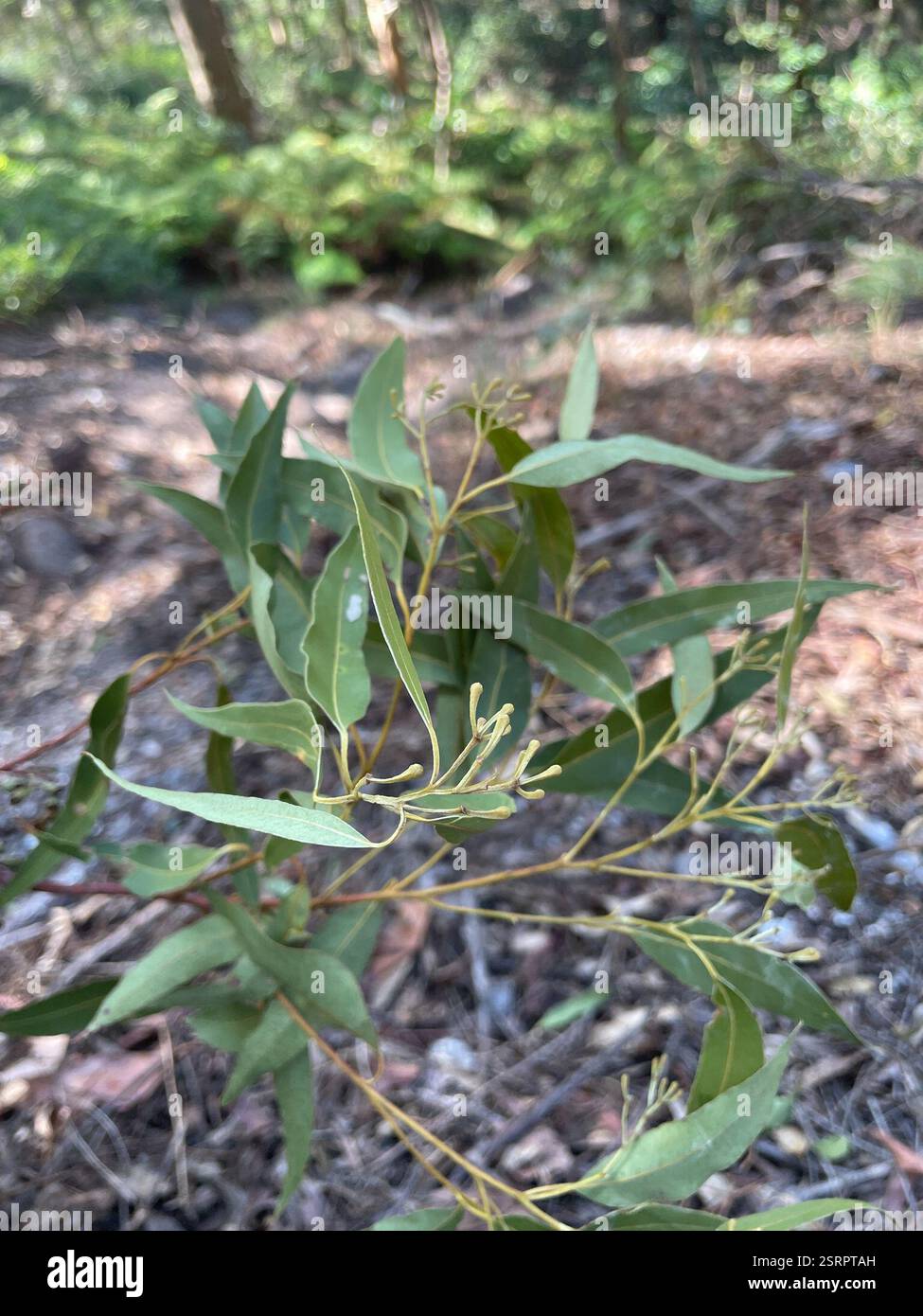 Tallowwood (Eucalyptus microcorys), Plantae, Mount Cotton, QLD, AU ...