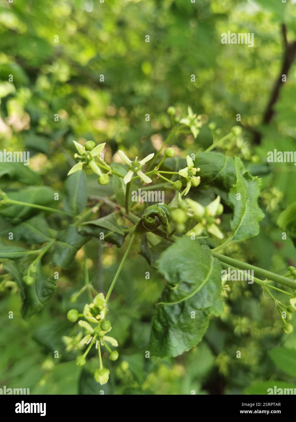 Spindle (Euonymus europaeus), Plantae, Northeim, Deutschland, spindle ...