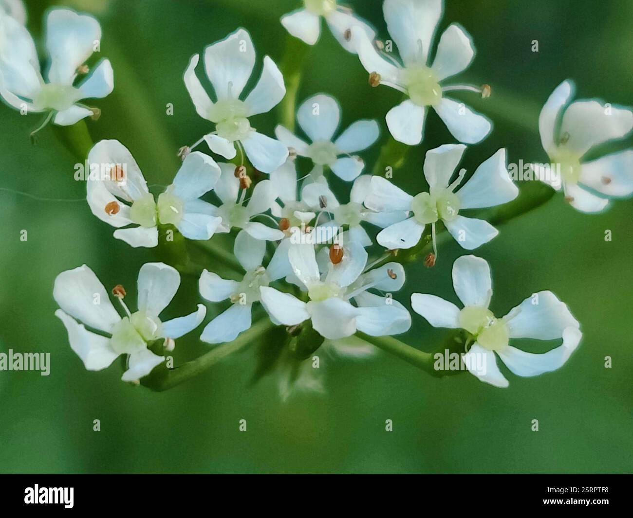 Cow Parsley (Anthriscus sylvestris), Plantae, Longlands Road, Carlisle ...