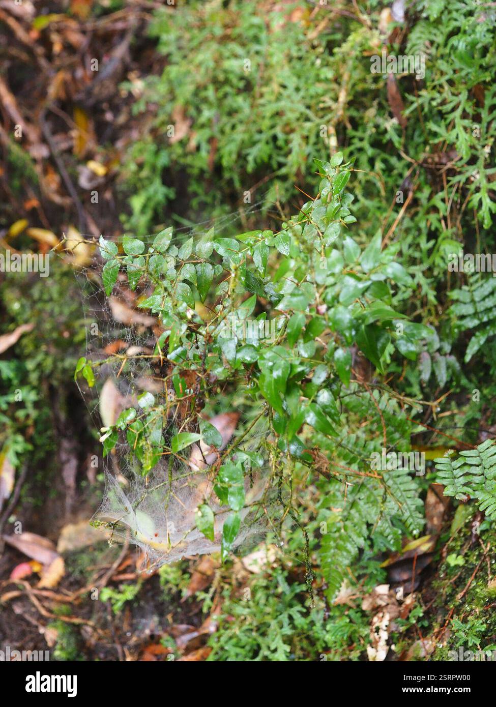 (Damnacanthus indicus), Plantae, 台灣新北市 Stock Photo - Alamy