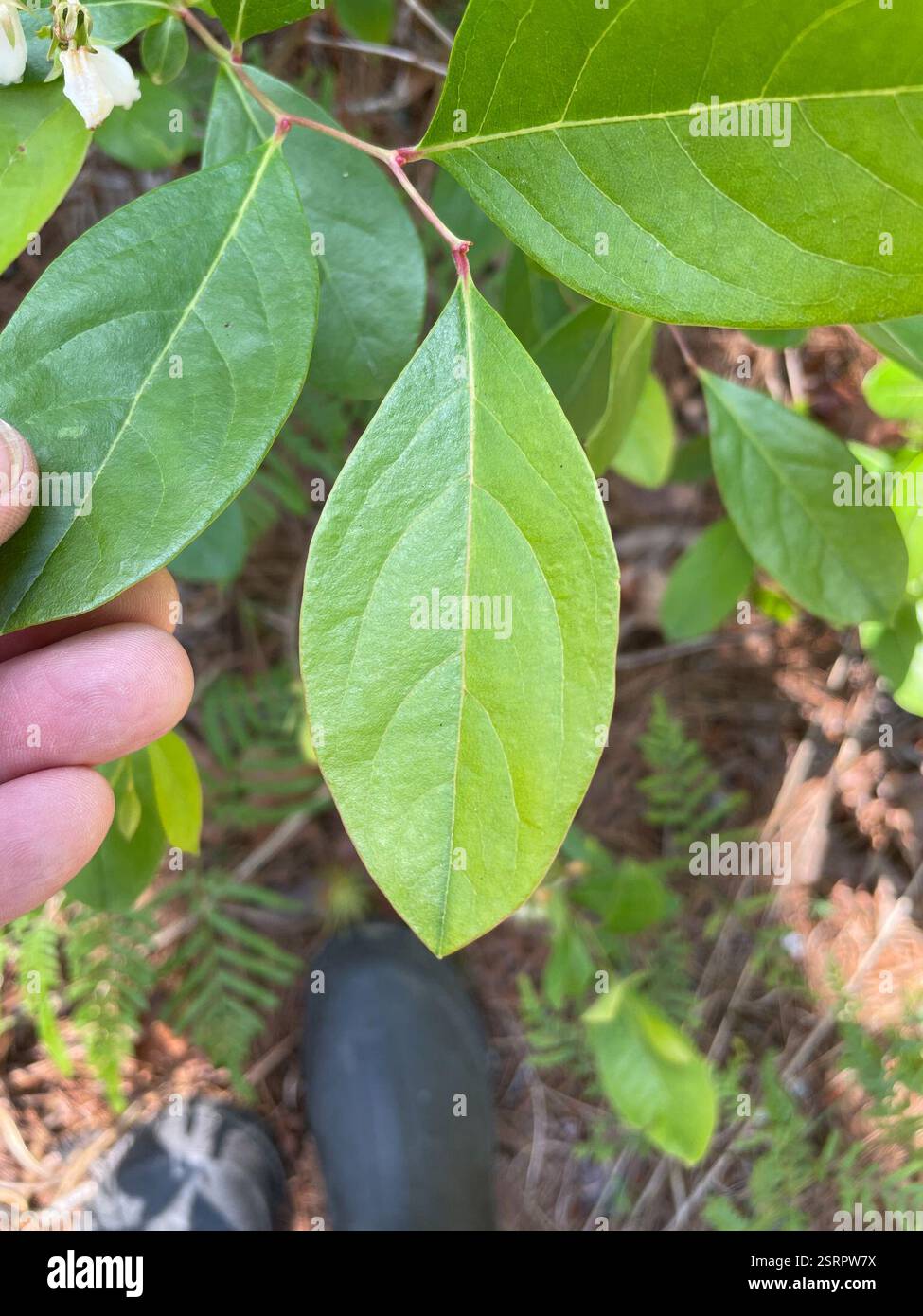 staggerbush (Lyonia mariana), Plantae, Wadesboro, NC, US Stock Photo ...