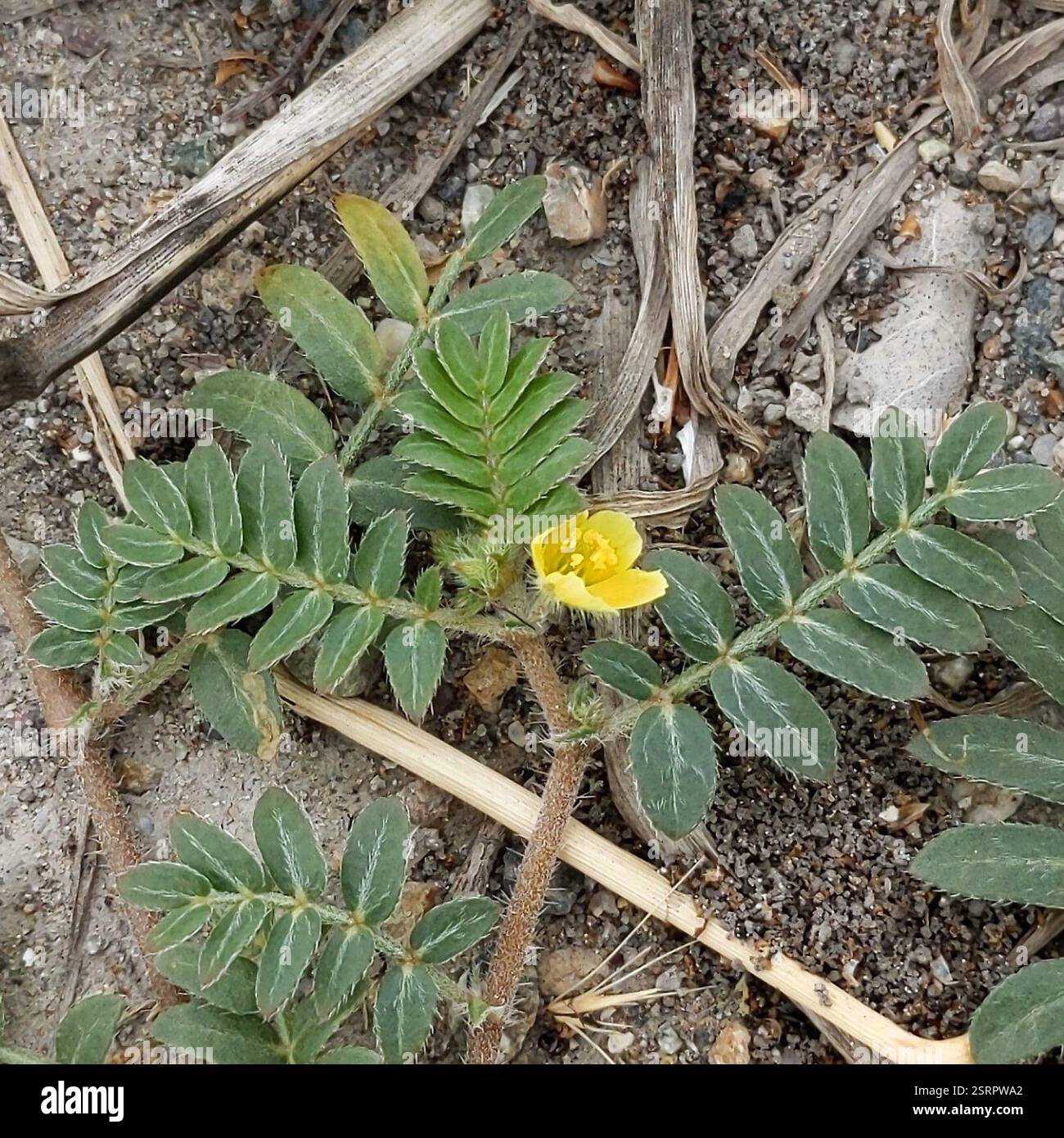 puncture vine (Tribulus terrestris), Plantae, Tustin, CA 92782, USA ...