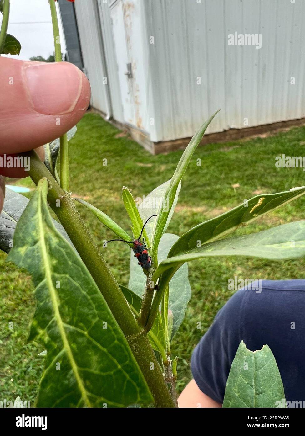 Milkweed Longhorn Beetles (Tetraopes), Insecta, FM-1489, Simonton, TX ...