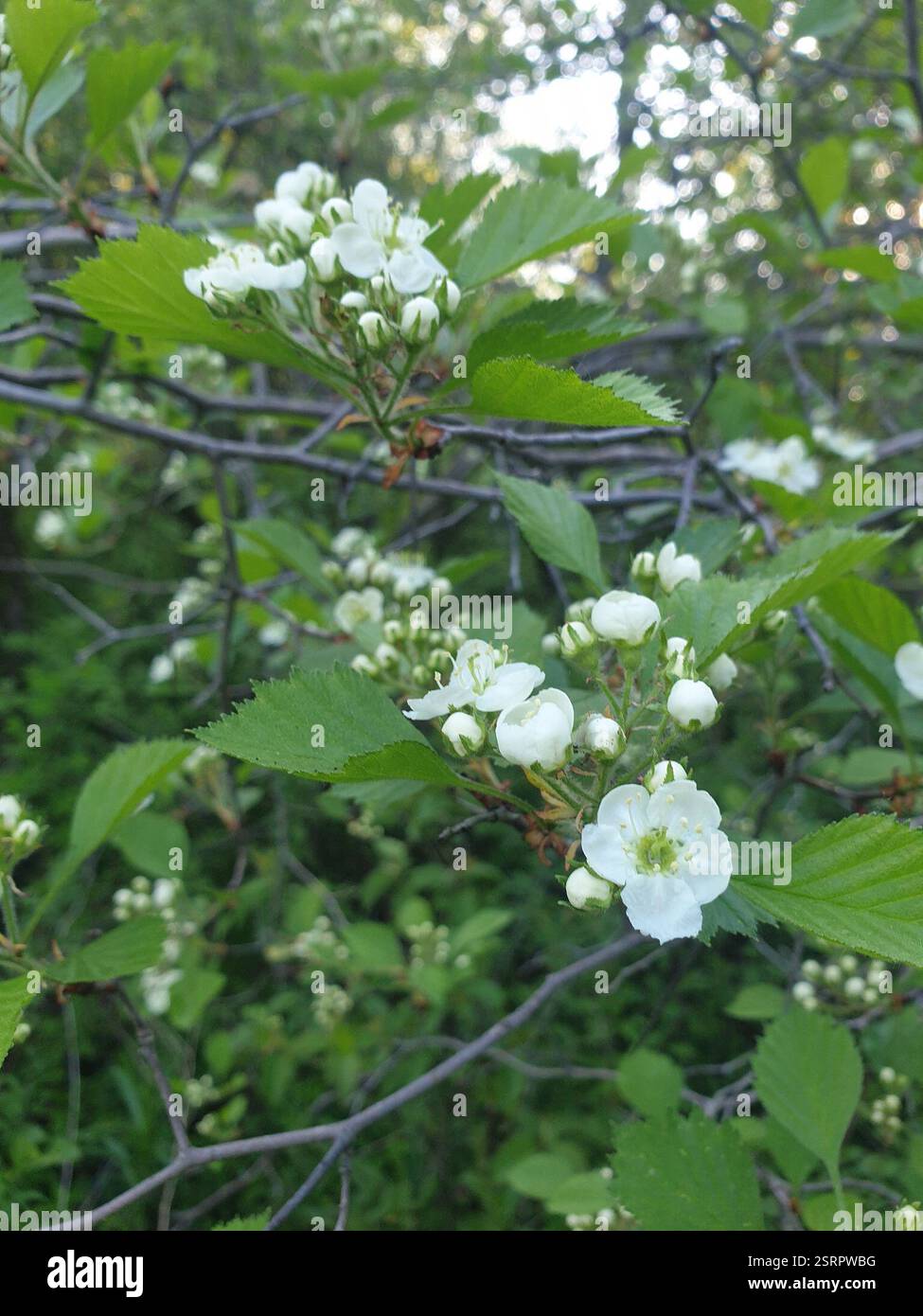 (Crataegus chrysocarpa chrysocarpa), Plantae, Le Vieux-Longueuil ...