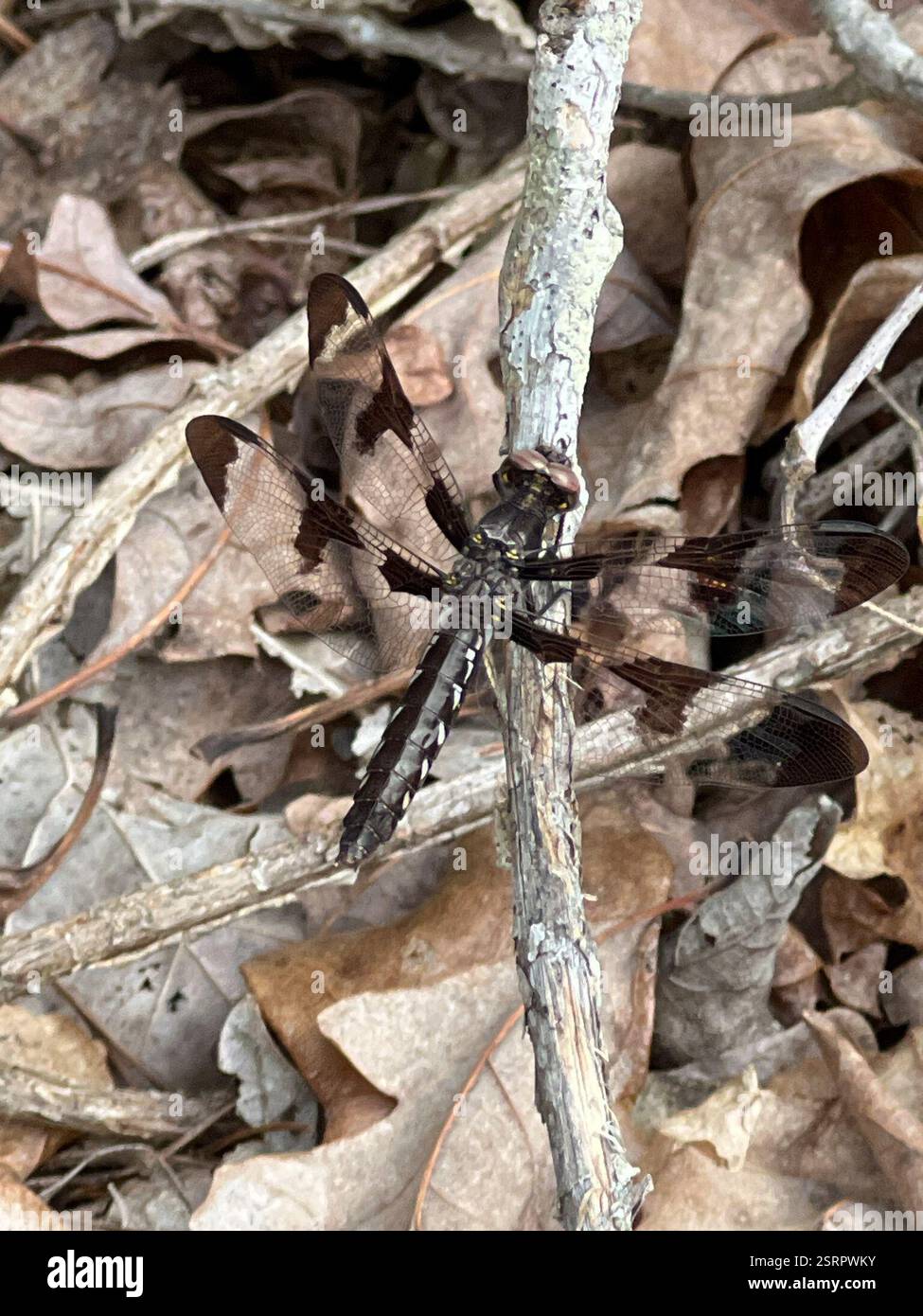 Common Whitetail (Plathemis lydia), Insecta, Fort Mitchell Rd, Drakes ...