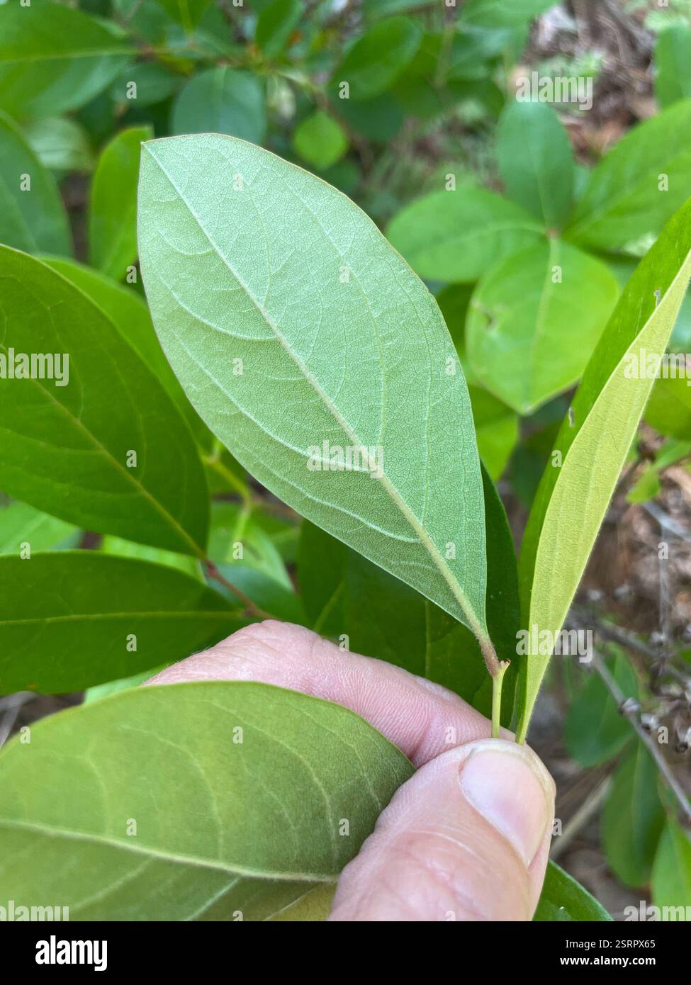 staggerbush (Lyonia mariana), Plantae, Wadesboro, NC, US Stock Photo ...