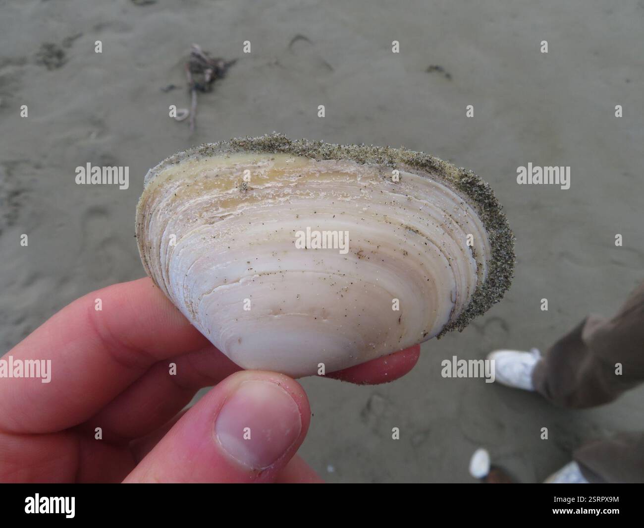 Tuatua (Paphies subtriangulata), Mollusca, Pegasus Beach Stock Photo ...