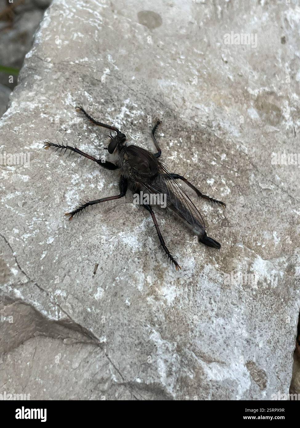 Hammertails (Efferia), Insecta, Eisenhower Park, San Antonio, TX, US ...