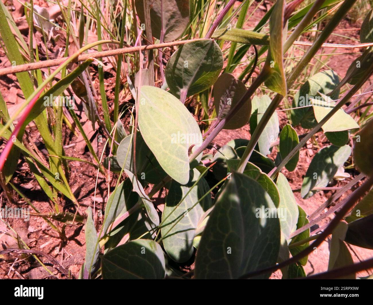 Grey-leaf Aster (Afroaster perfoliatus), Plantae, uThukela District ...