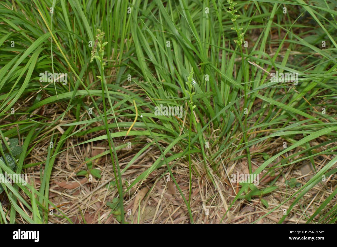 common onion-orchid (Microtis unifolia), Plantae, 中国浙江省温州市洞头区 Stock ...
