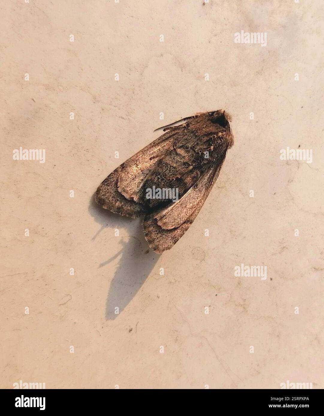 Hebrew Character (Orthosia gothica), Insecta, 11, Новосибирск ...