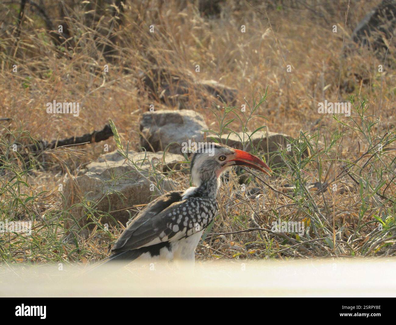 Southern Red-billed Hornbill (Tockus rufirostris), Aves, Matjulu ...