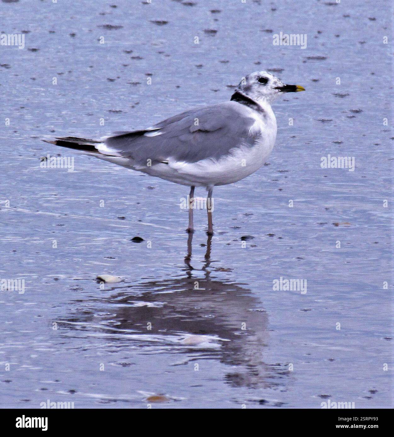 Sabine's Gull (Xema sabini), Aves, Villa Gesell, Provincia de Buenos ...