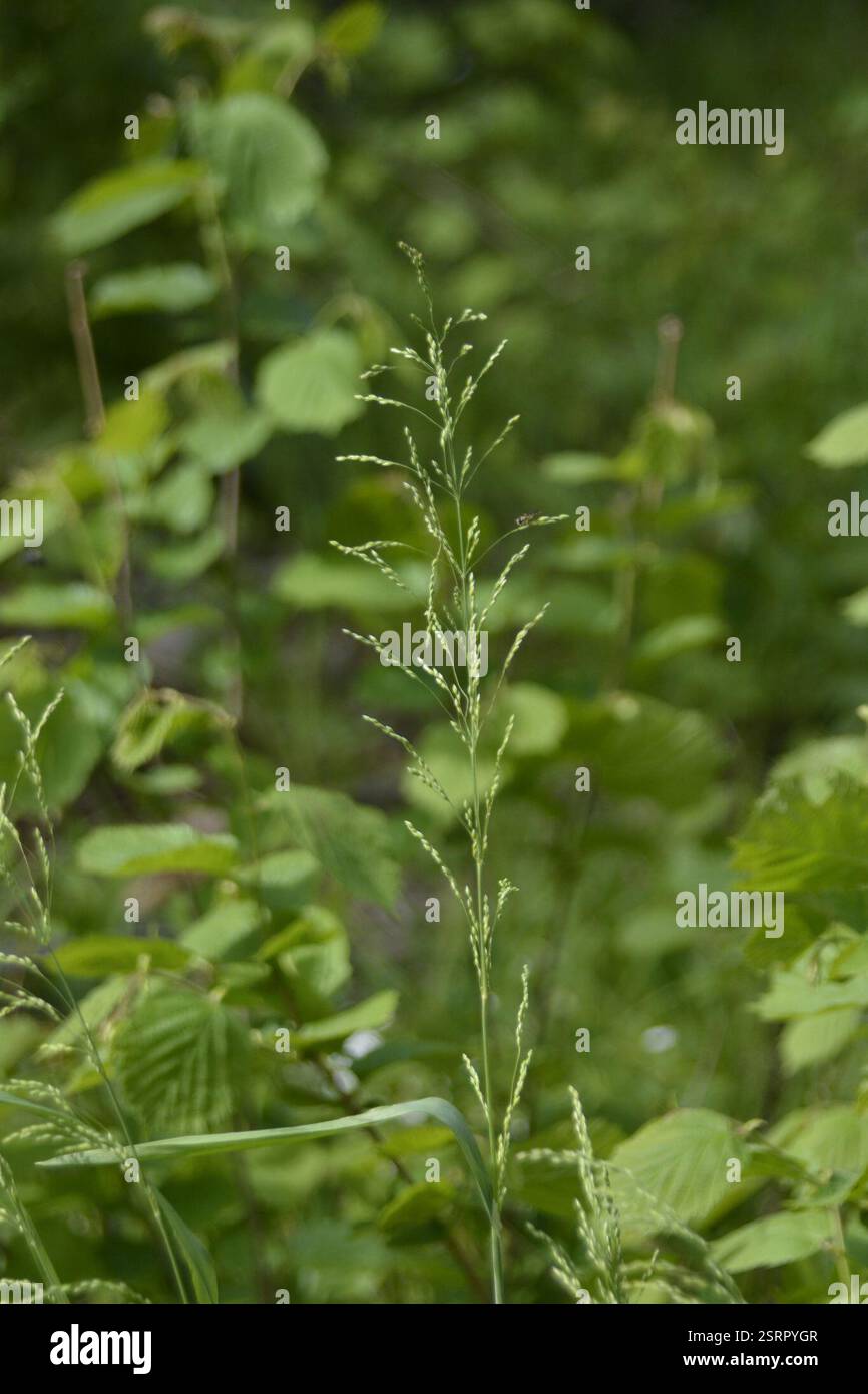 Wood Millet (Milium effusum), Plantae, Селивановский р-н, Владимирская ...