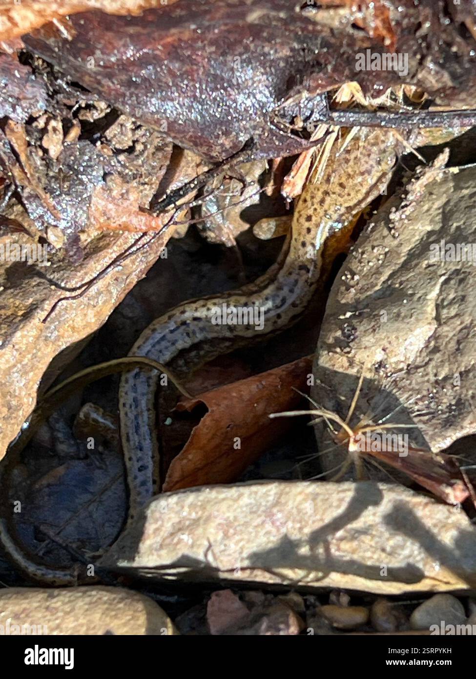 Southern Two-lined Salamander (Eurycea cirrigera), Amphibia, Nashville ...