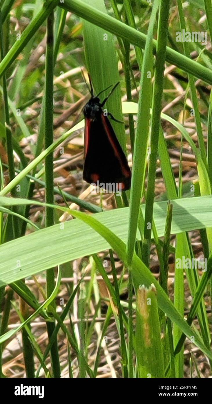 Cinnabar moth (Tyria jacobaeae), Insecta, West Minnehaha, Vancouver, WA ...